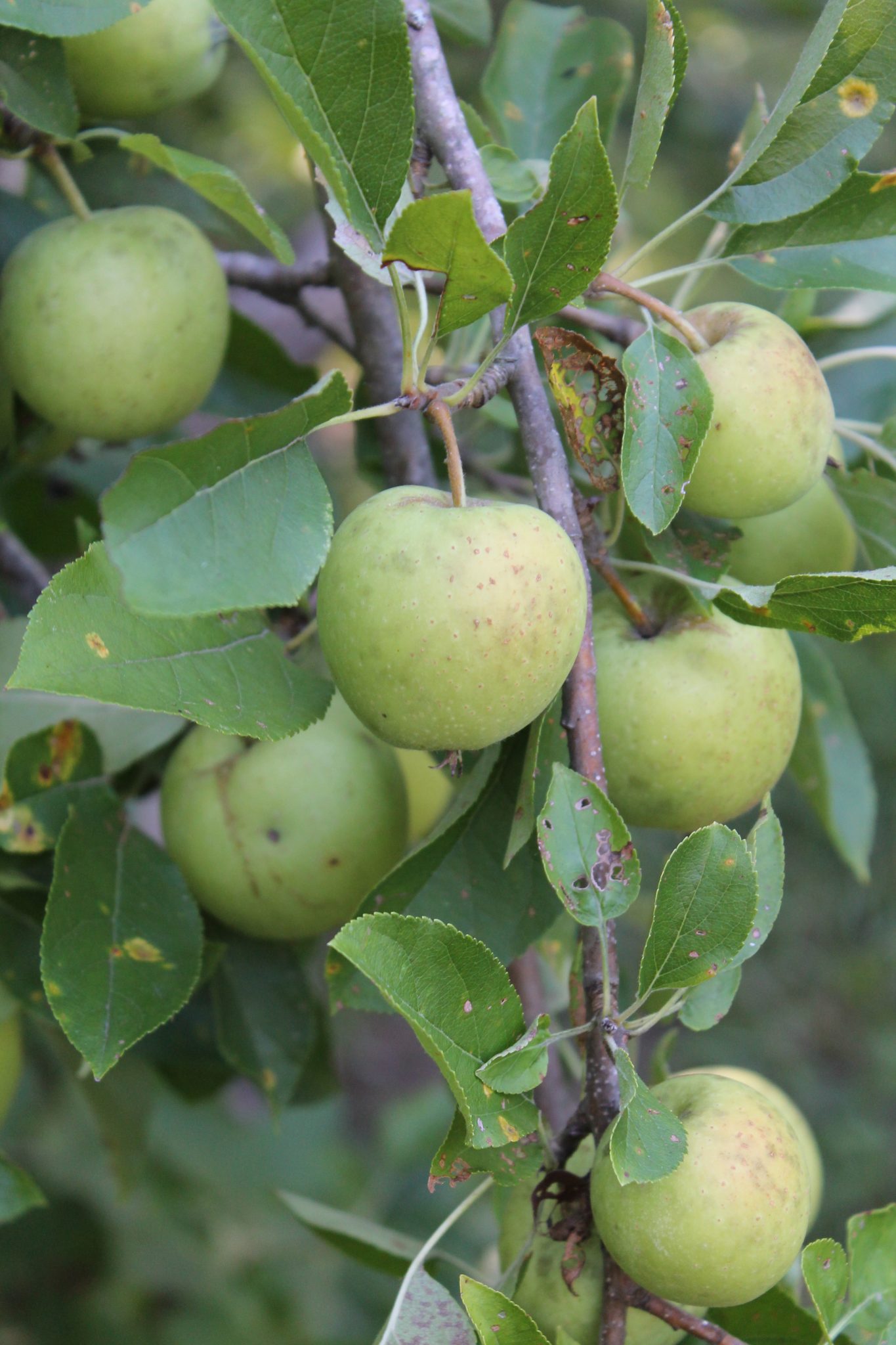 Success with Apple Trees - Countryside